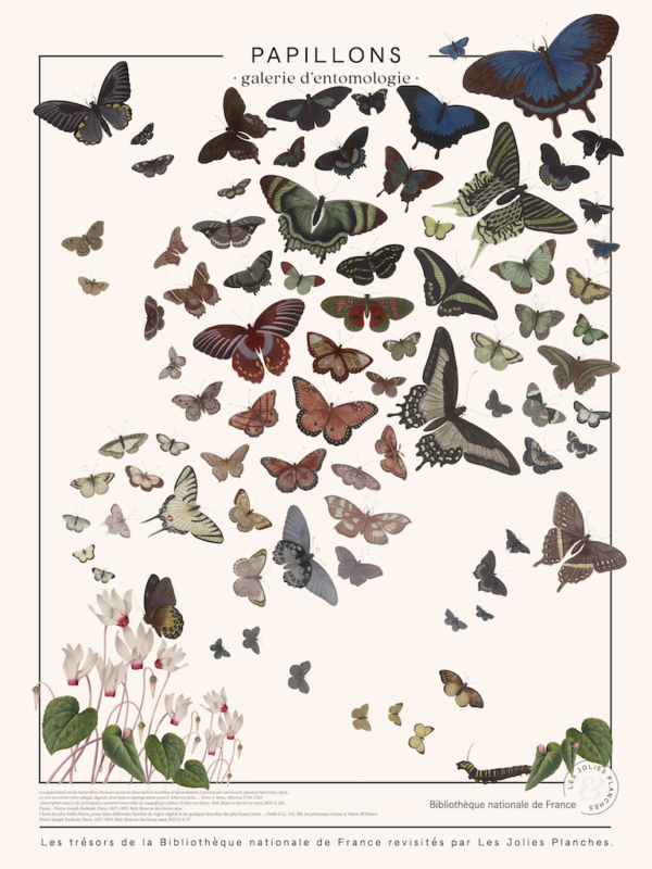 Butterflies - Les Jolies Planches