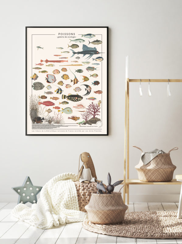 Fishes, exotic illustrations poster - Les Jolies Planches