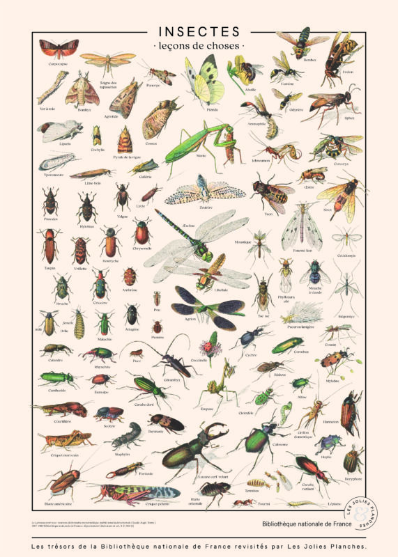 Insects – Les Jolies Planches