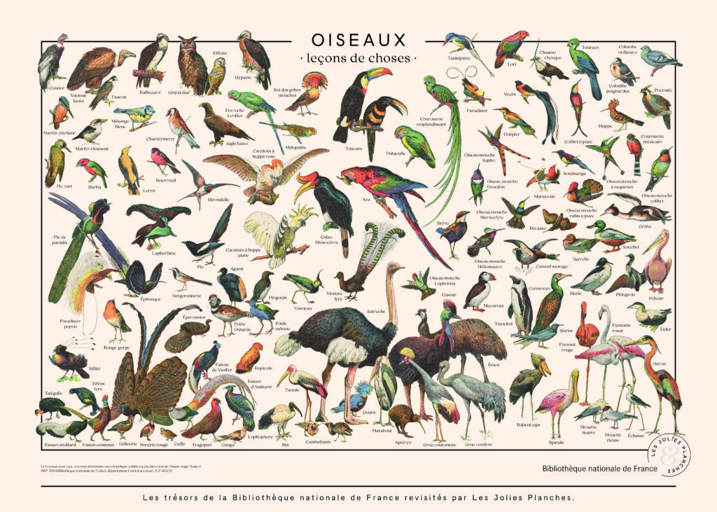 Birds - Les Jolies Planches